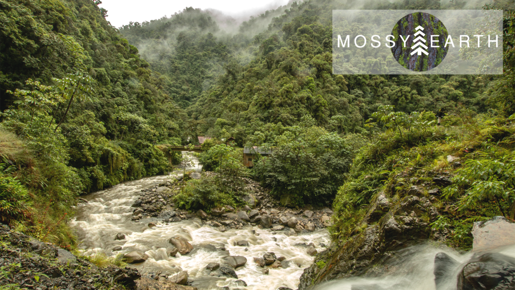 Maintaining a Mossy Earth - Our Reforestation Policy - Beyond the Ultimate